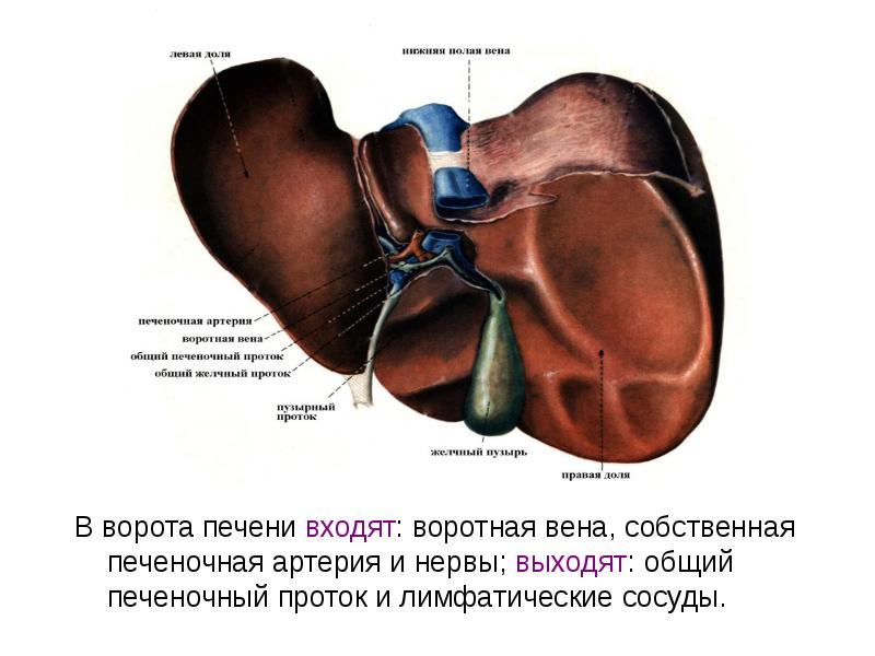 ПИЩЕВАРИТЕЛЬНАЯ СИСТЕМА часть 2 systema digestorium