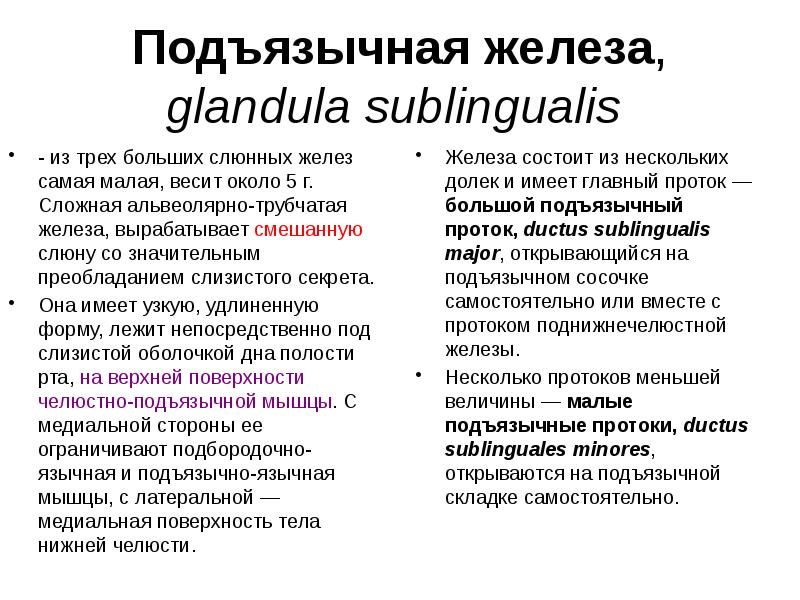 ПИЩЕВАРИТЕЛЬНАЯ СИСТЕМА часть 2 systema digestorium