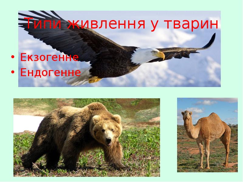 Живлення і травлення