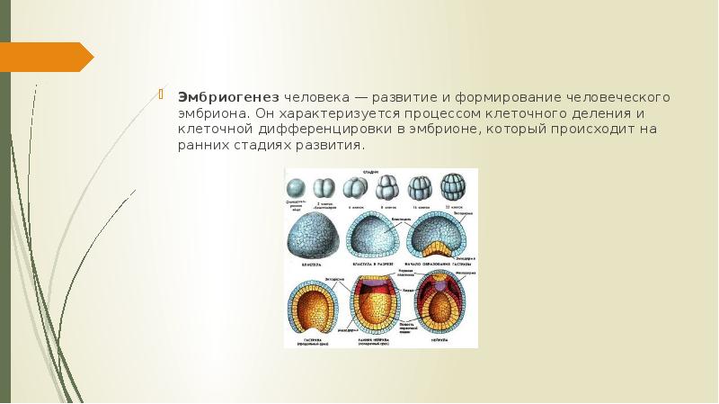 Периоды эмбриогенеза