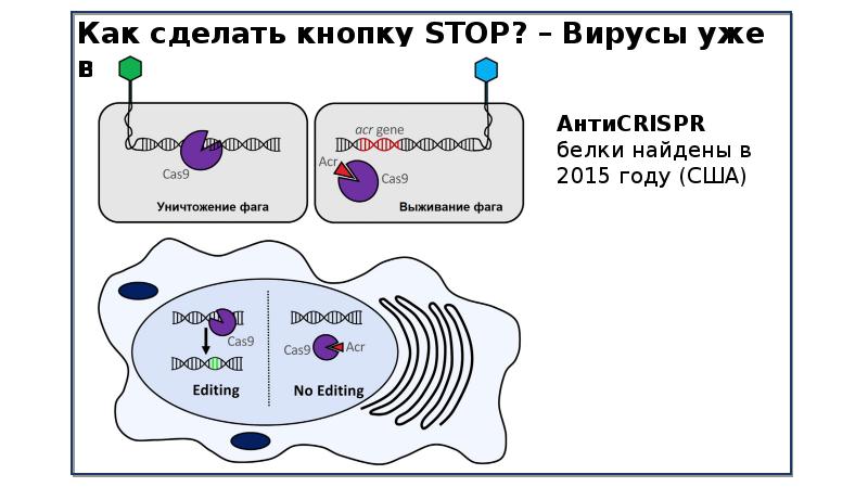 CRISPR / Cas9 система