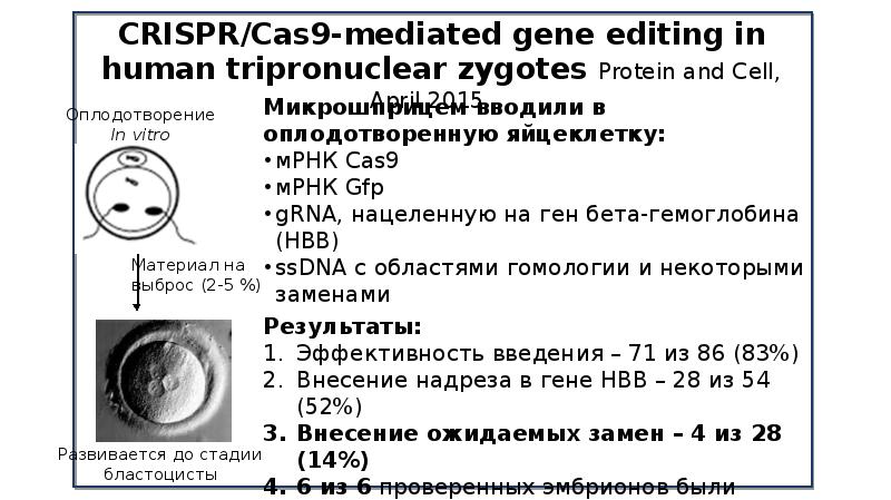 CRISPR / Cas9 система