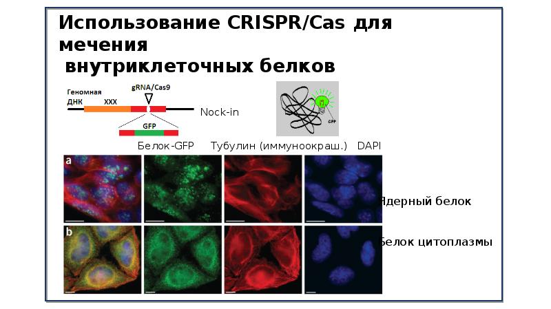CRISPR / Cas9 система