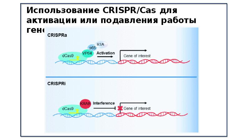CRISPR / Cas9 система
