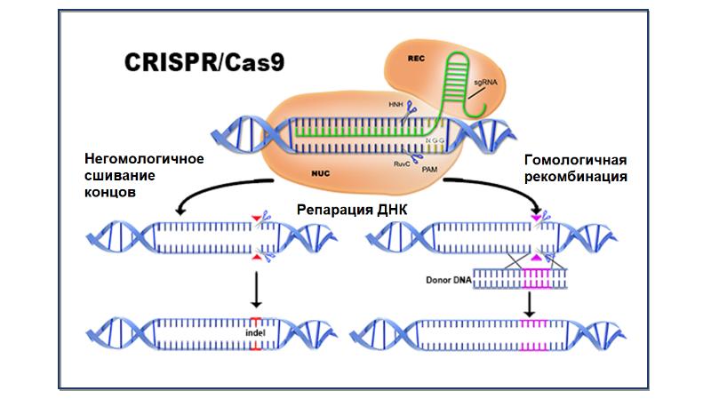 CRISPR / Cas9 система
