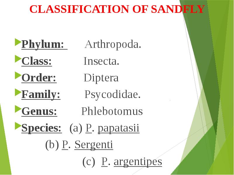 Presentation on SANDFLY - презентация, доклад, проект