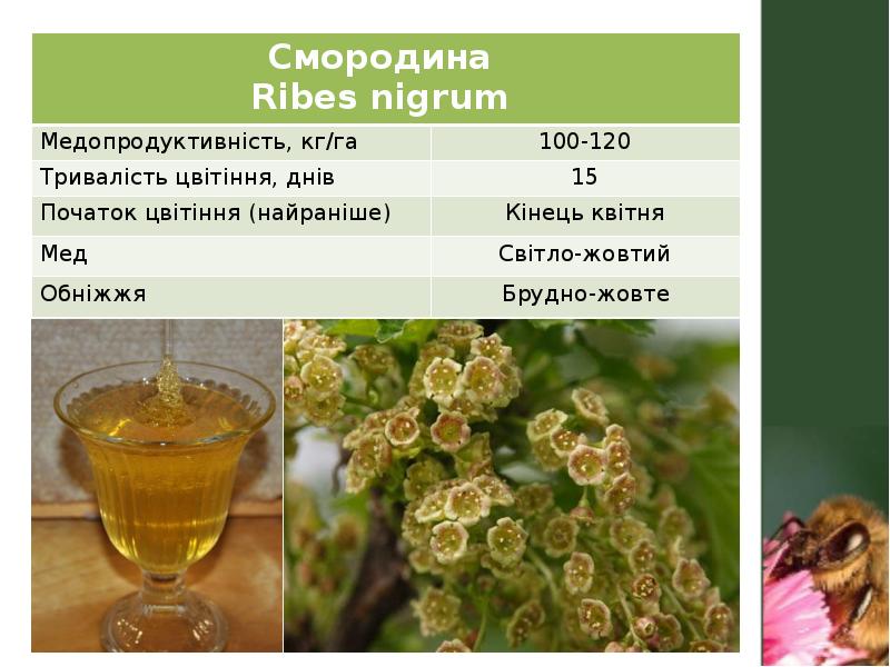 МЕДОНОСНІ РОСЛИНИ