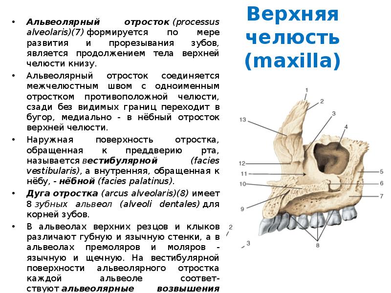 ОБЩАЯ КРАНИОЛОГИЯ