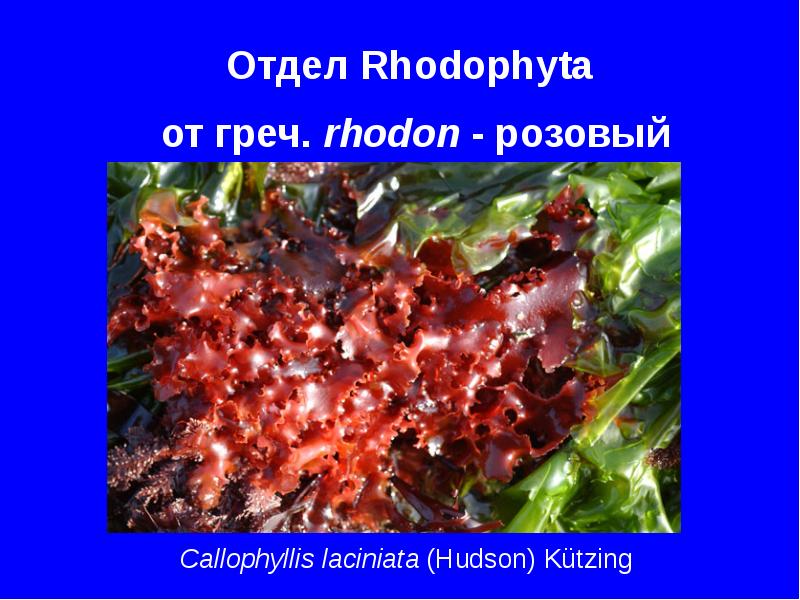 ЛЕКЦИЯ 2 ЦАРСТВО EUKARYA. ХАРАКТЕРИСТИКА ОТДЕЛОВ GLAUCOPHYTA, RHODOPHYTA И