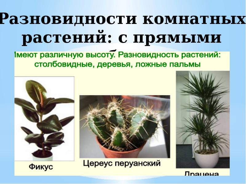 Комнатные растения в интерьере