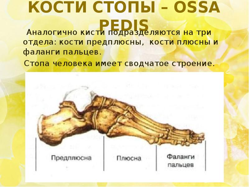 Скелет верхней и нижней конечности