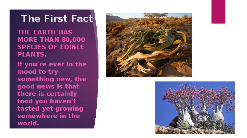 TOP 5 Interesting Facts about Plants in our Life