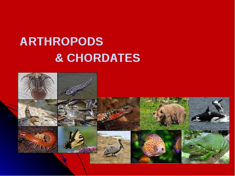 ARTHROPODS & CHORDATES