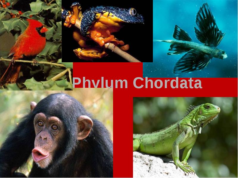 ARTHROPODS & CHORDATES
