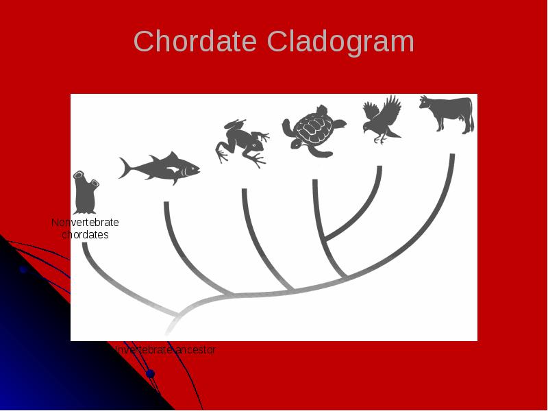 ARTHROPODS & CHORDATES