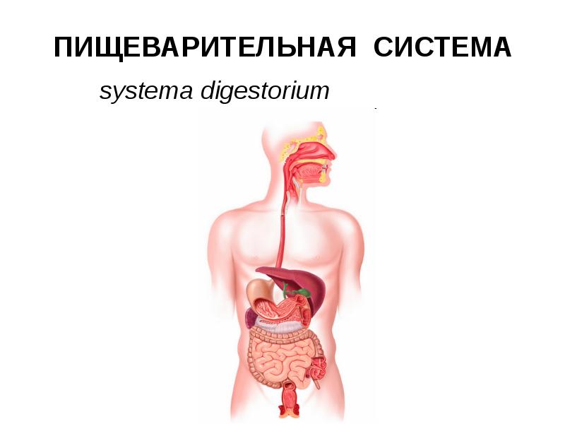 ПИЩЕВАРИТЕЛЬНАЯ СИСТЕМА