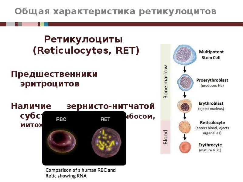 Основные лабораторные показатели оценки эритропоэза, получаемые на