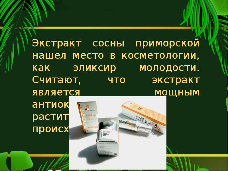 Сосна приморская