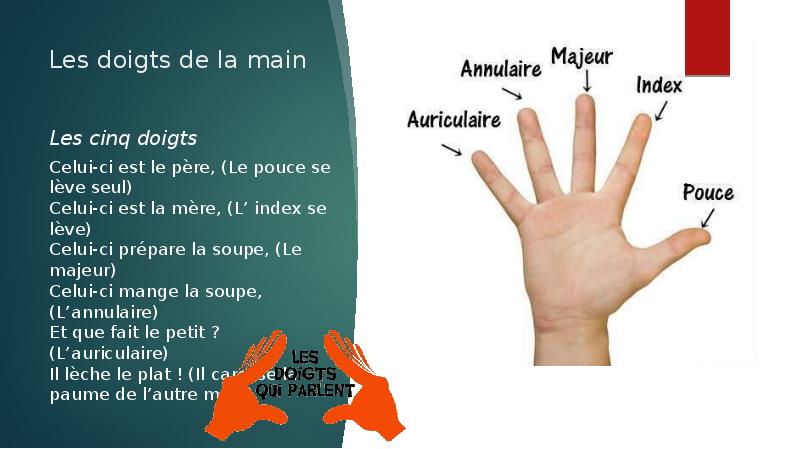 Le corps humain