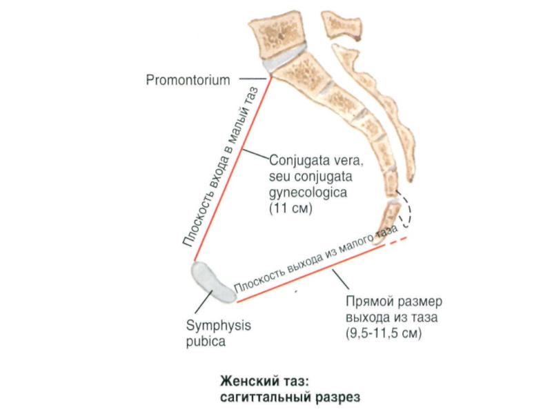 Таз в целом