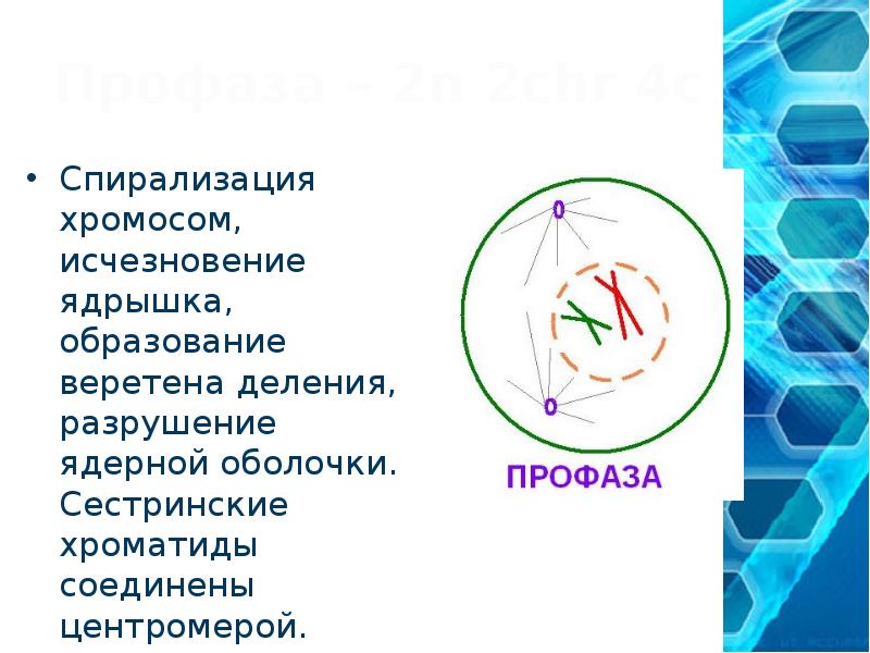 Жизненный цикл клетки. МИТОЗ