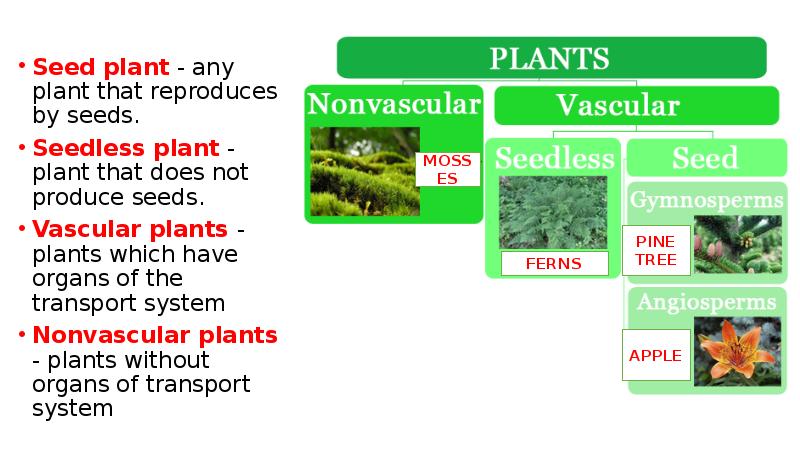Classification of plants and animals