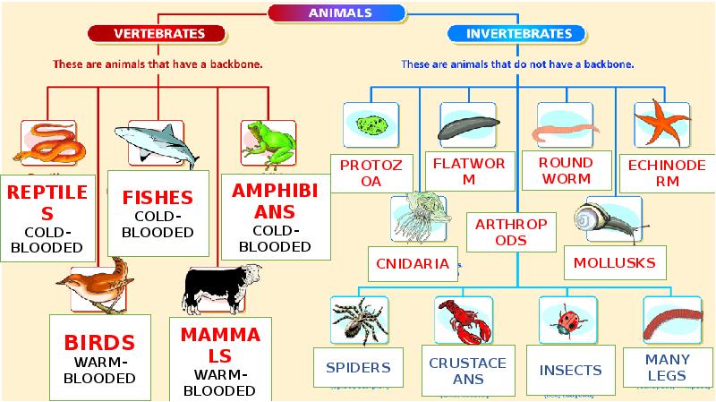 Classification of plants and animals