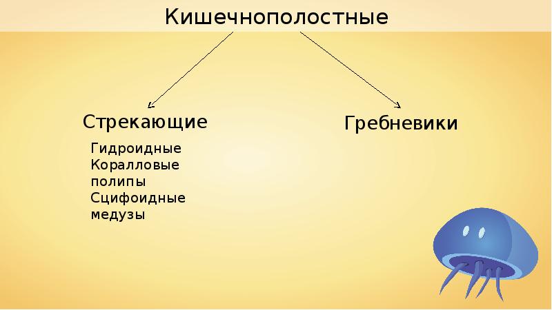 David Excoffier Морские Кишечнополостные