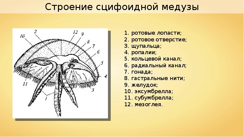 David Excoffier Морские Кишечнополостные