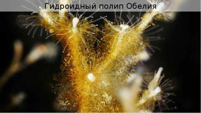 David Excoffier Морские Кишечнополостные