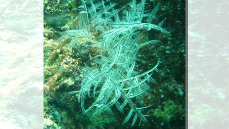 David Excoffier Морские Кишечнополостные