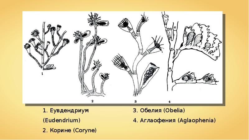 David Excoffier Морские Кишечнополостные