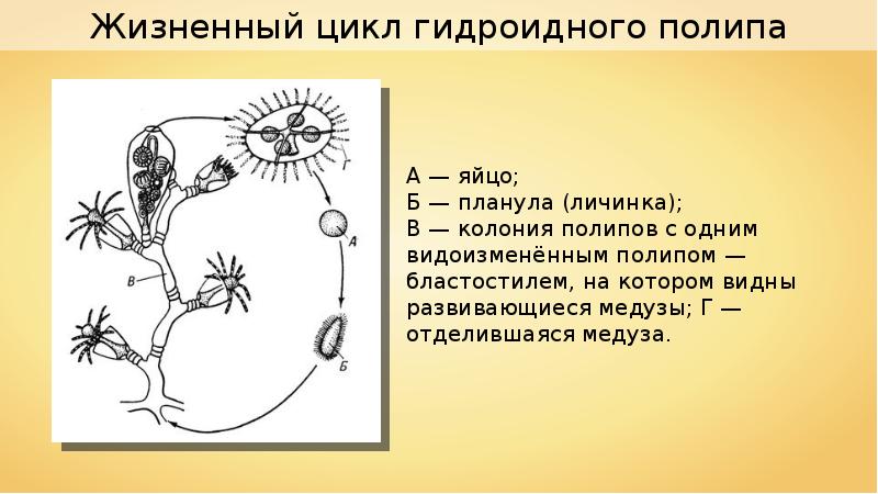 David Excoffier Морские Кишечнополостные