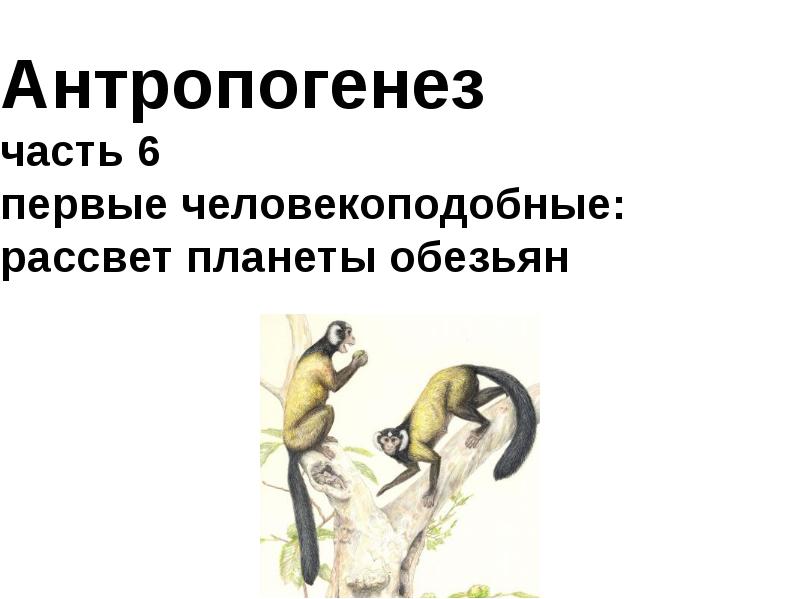 Антропогенез часть 6 первые человекоподобные: рассвет планеты обезьян
