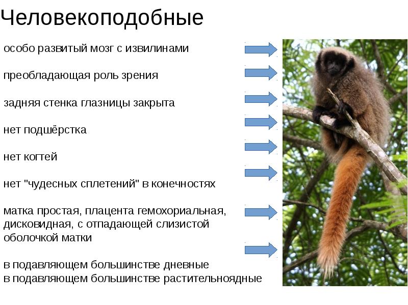 Антропогенез часть 6 первые человекоподобные: рассвет планеты обезьян