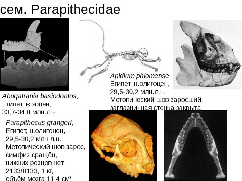 Антропогенез часть 6 первые человекоподобные: рассвет планеты обезьян