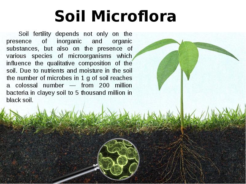 MICROFLORA AND SANITARY-INDICATIVE BACTERIA OF THE SOIL, WATER, AIR THE ...