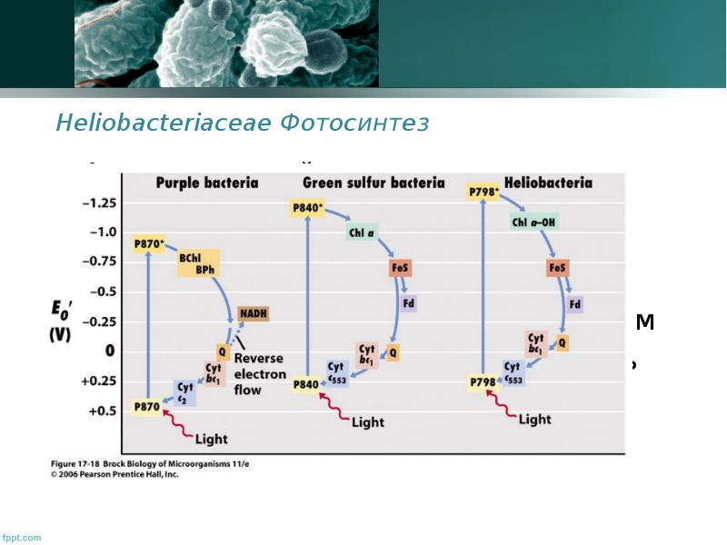 Таксономия бактерий