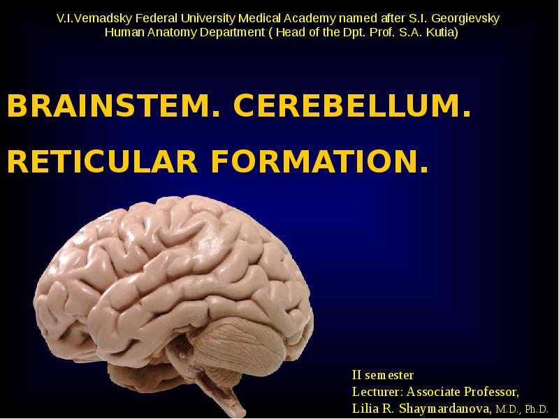 BRAINSTEM. CEREBELLUM. RETICULAR FORMATION. V.I.Vernadsky Federal ...