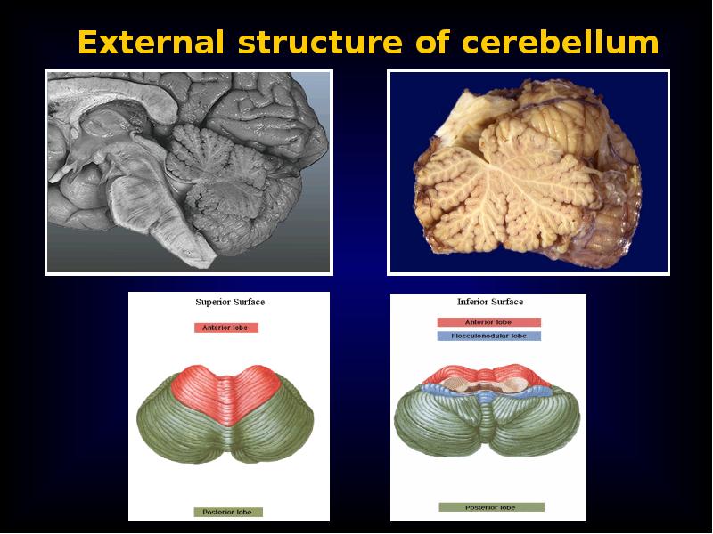 BRAINSTEM. CEREBELLUM. RETICULAR FORMATION. V.I.Vernadsky Federal ...