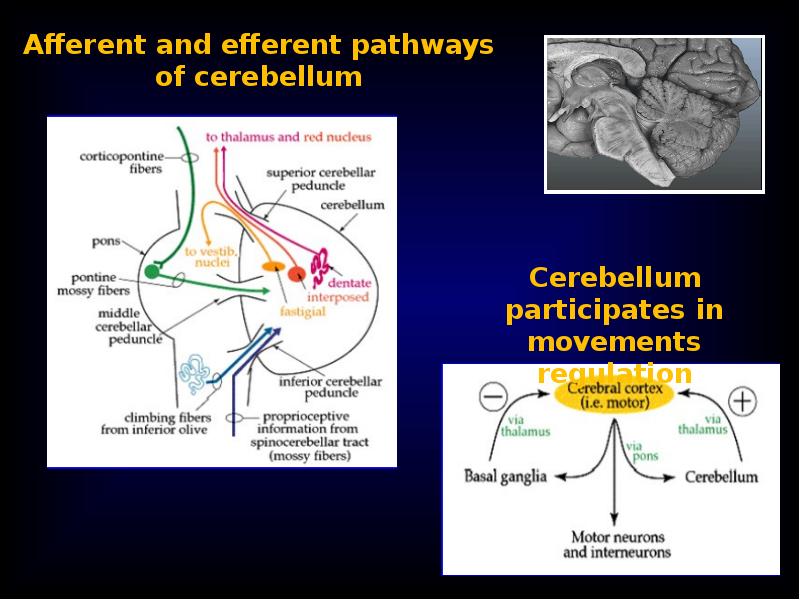 BRAINSTEM. CEREBELLUM. RETICULAR FORMATION. V.I.Vernadsky Federal ...