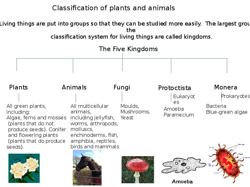 Classification of plants and animals
