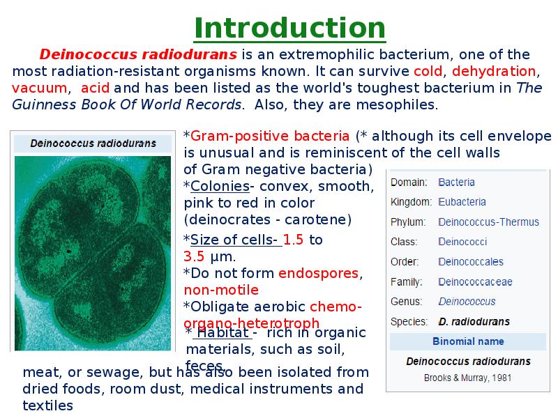 Deinococcus radiodurans