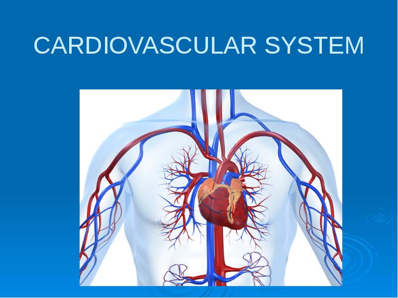 Individual work on Cardiovascular system
