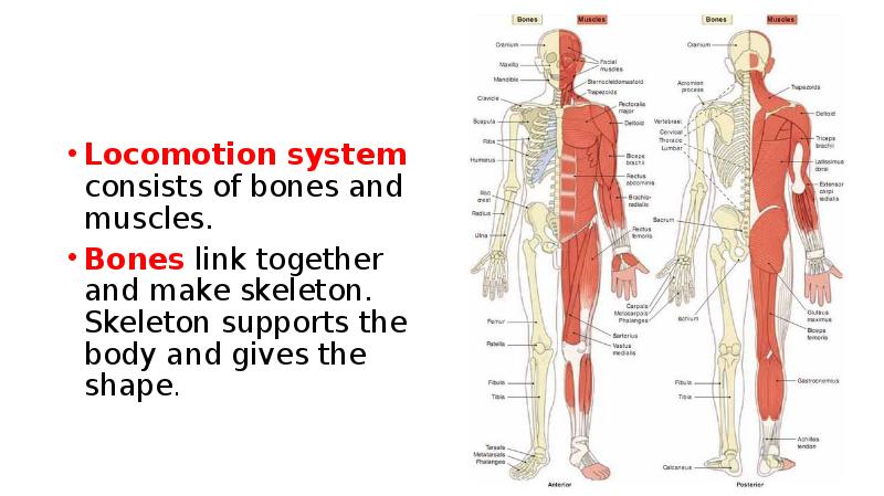 Locomotion system