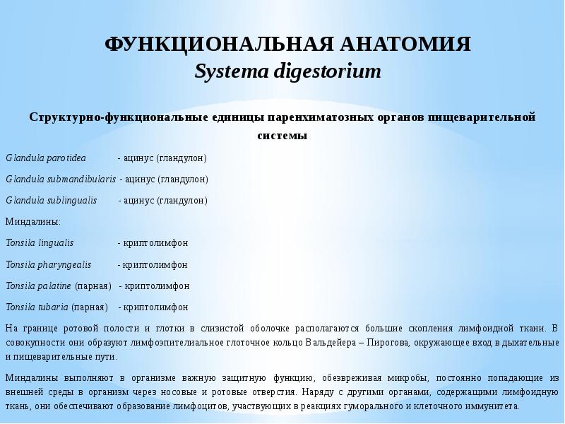 ФУНКЦИОНАЛЬНАЯ АНАТОМИЯ Общая спланхнология