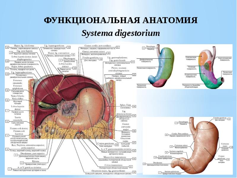 ФУНКЦИОНАЛЬНАЯ АНАТОМИЯ Общая спланхнология