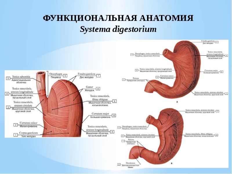 ФУНКЦИОНАЛЬНАЯ АНАТОМИЯ Общая спланхнология