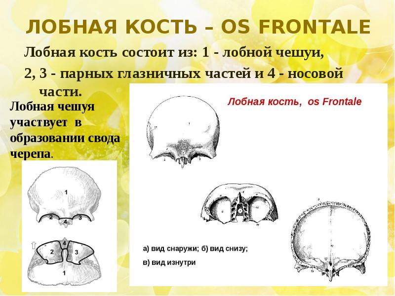 Скелет головы. Кости мозгового и лицевого отдела черепа