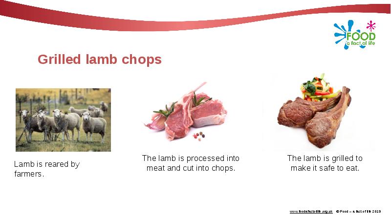 Food – basic processes